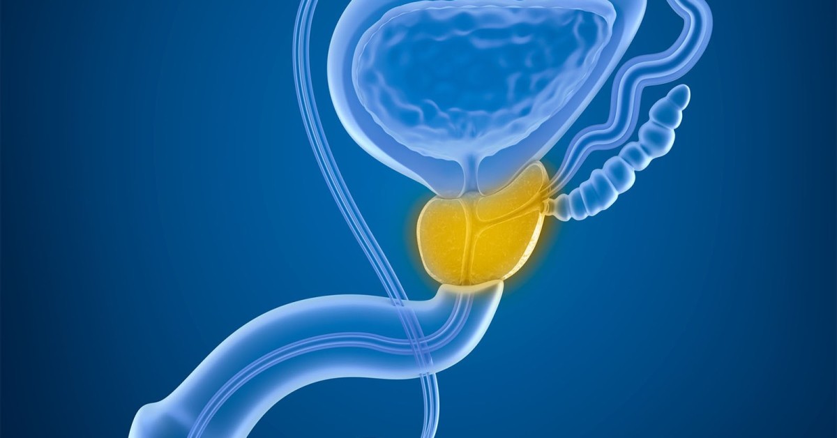 Was ist die Prostata? Aufgaben und Aufbau